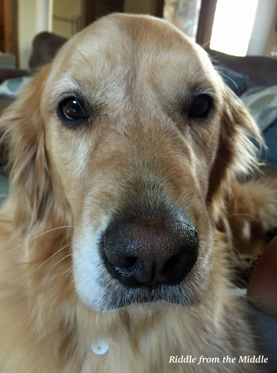 oh Gracie, my Gracie – Riddle from the Middle