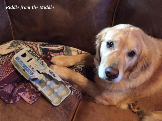 well deserved canine notoriety (you can call her Gracie Baby) – Riddle ...