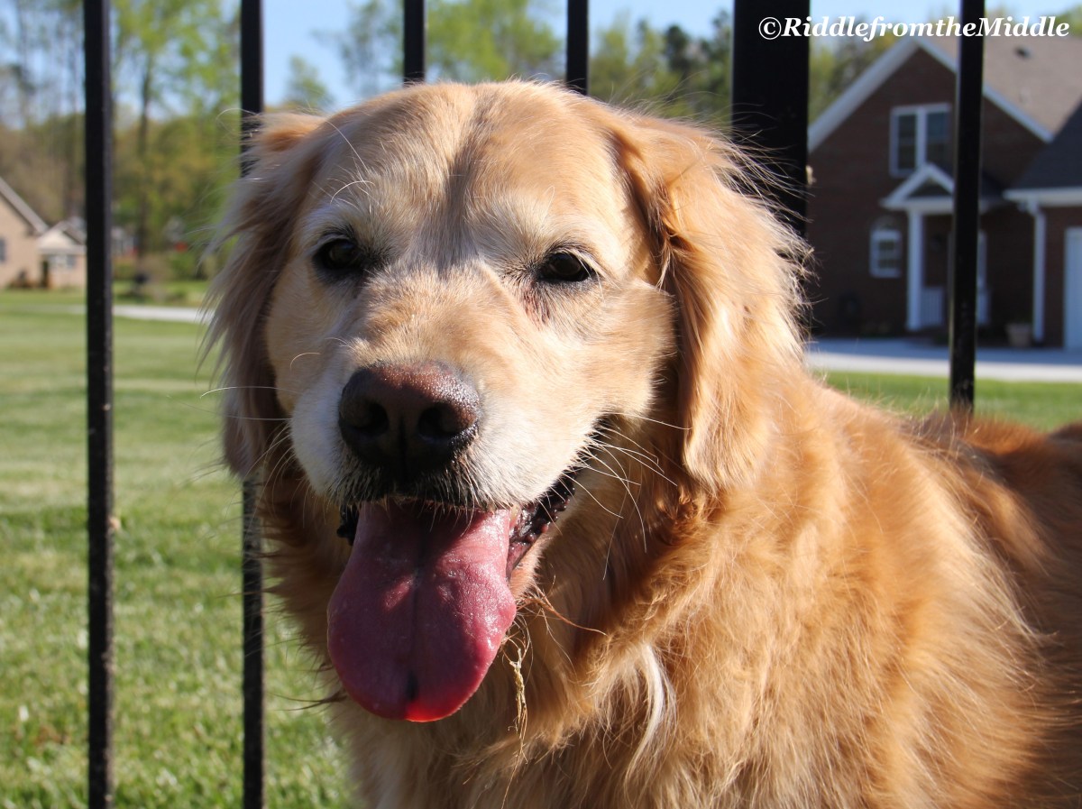 Gracie Update – Riddle from the Middle