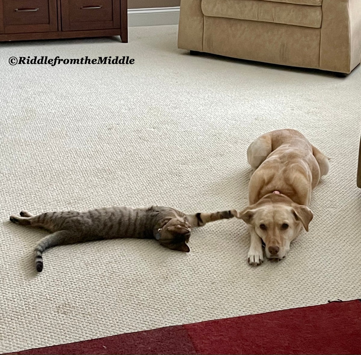 the Monday blurb: tomorrow is Election Day – Riddle from the Middle