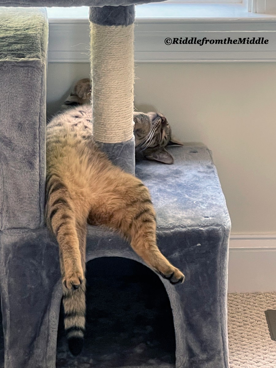 Sunday Thoughts: achieving success – Riddle from the Middle