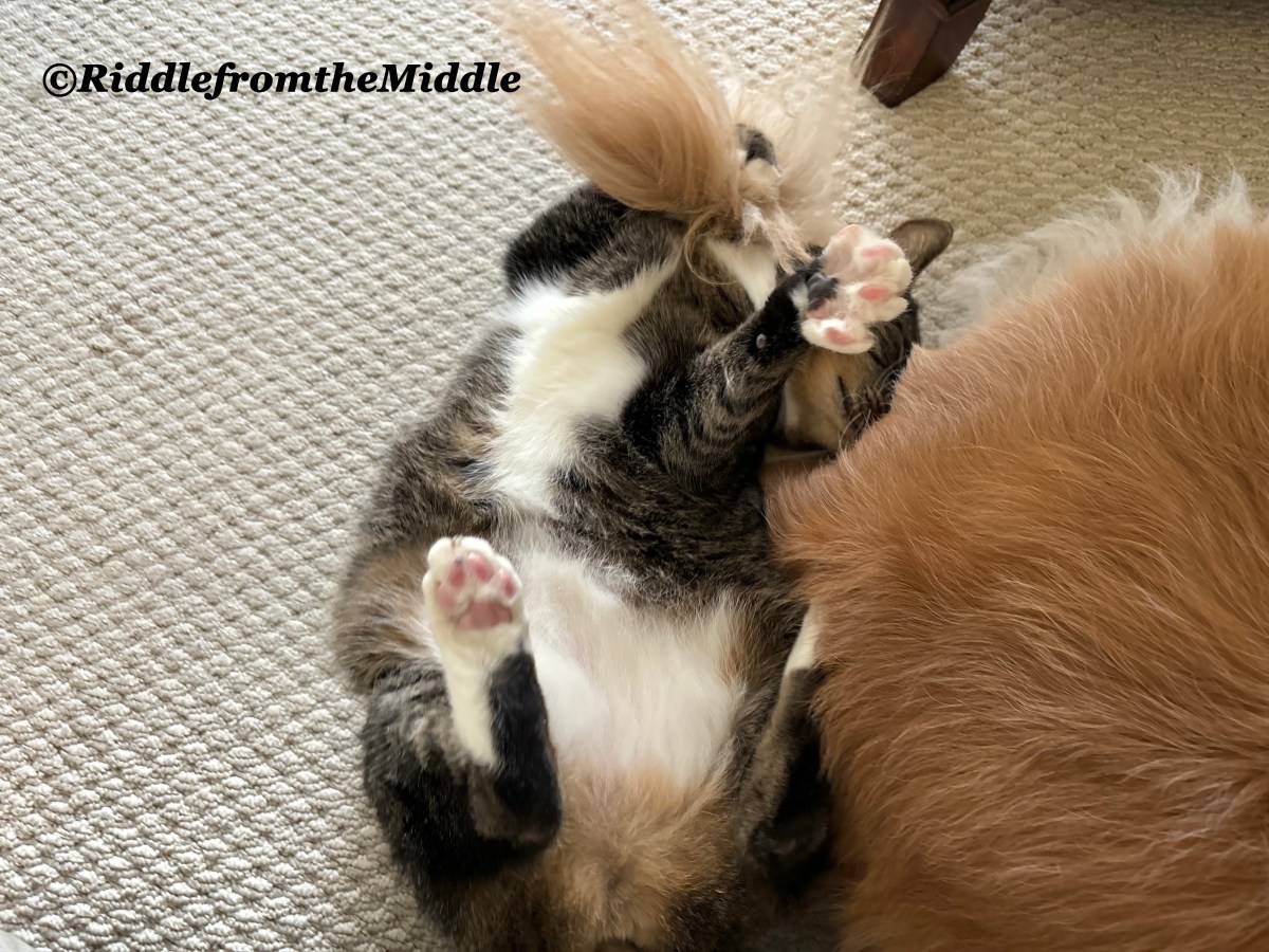 40 things for Friday #116 (Our grumpy chunky monkey, photography ...